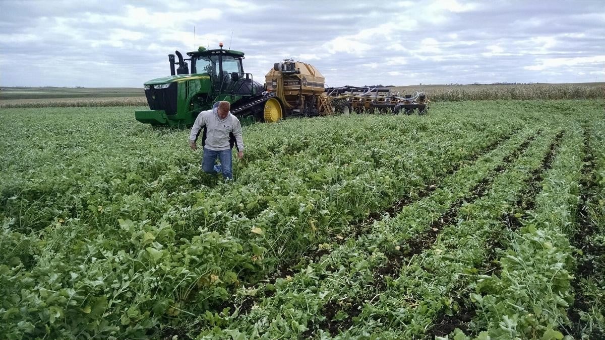 Cover Crops and Strip-Till: A Winning Combination for Soil Health