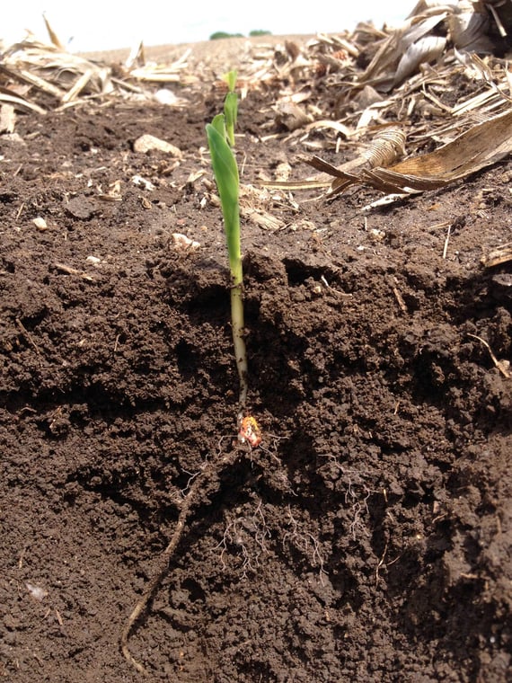 Band vs. Zone Fertility Placement