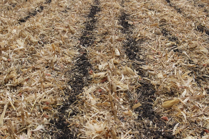 Strip-Tillage in the Fall or Spring