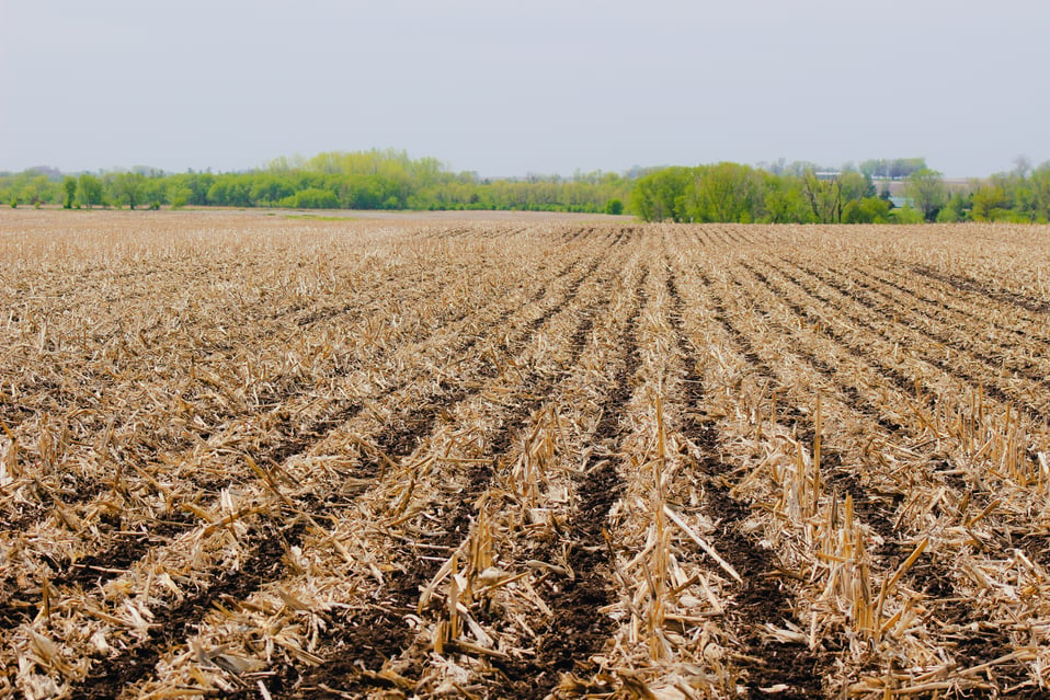 Strip-Tillage in the Fall or Spring
