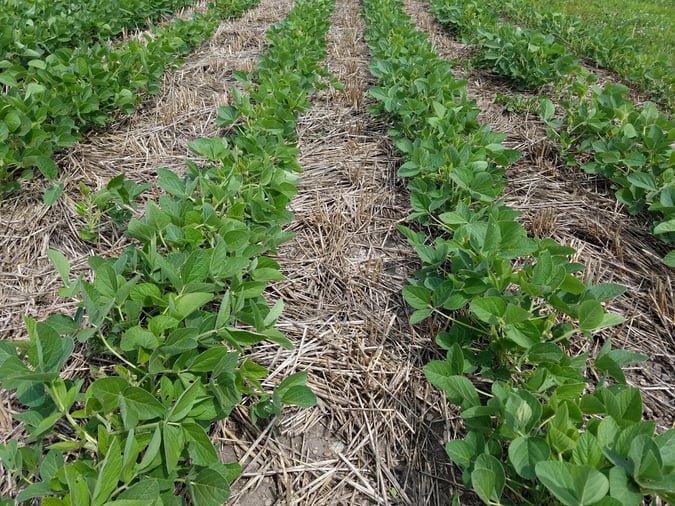 The SoilWarrior and Soybeans