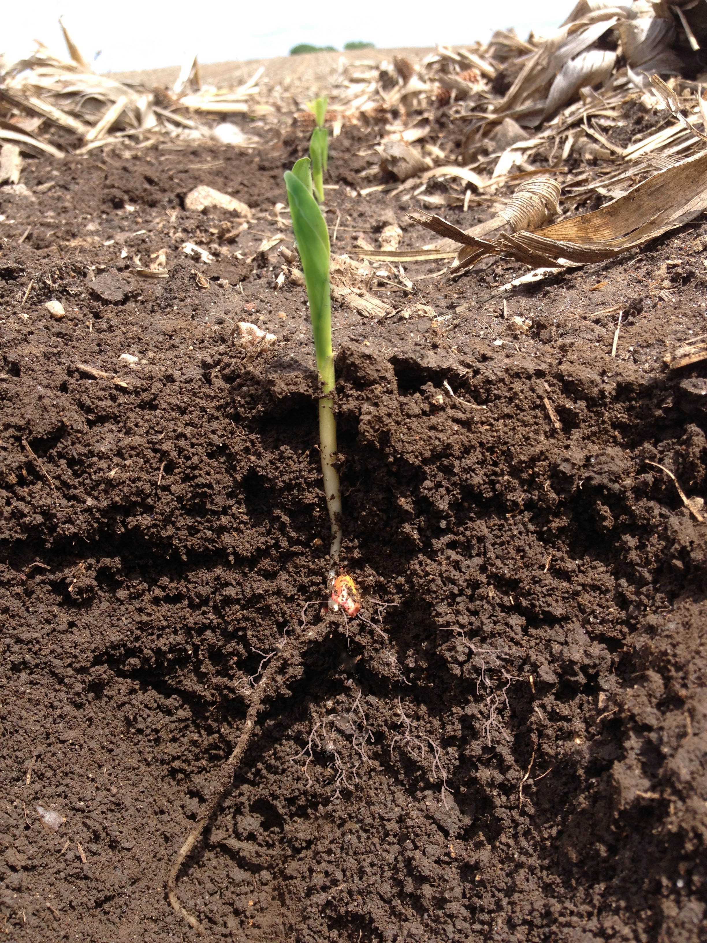 Band vs. Zone Fertility Placement