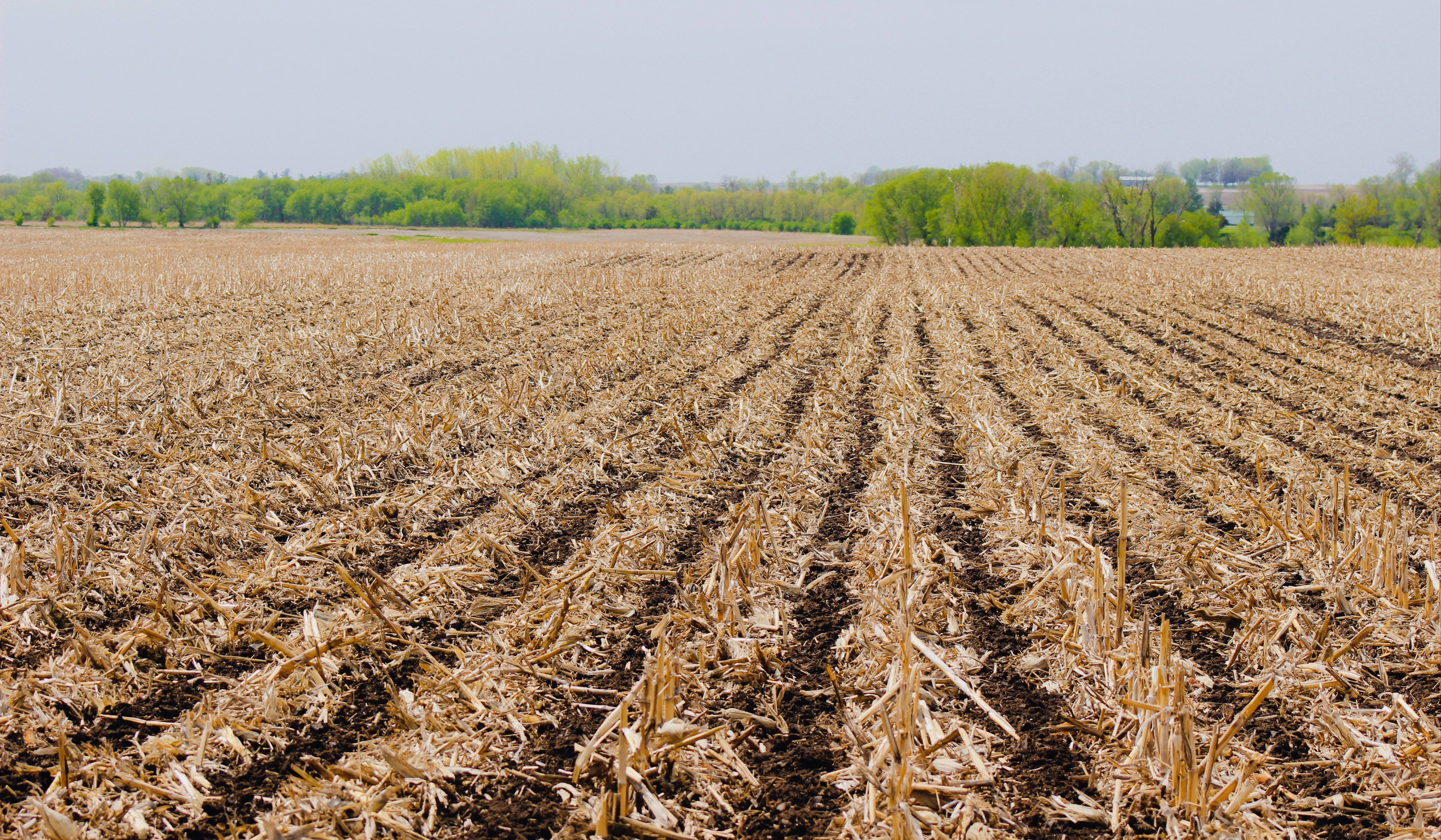 Strip-Tillage in the Fall or Spring